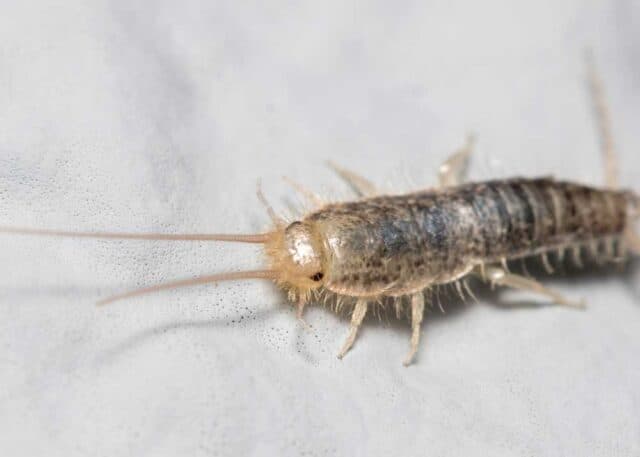 9 Bugs That Look Like Silverfish: Identify These Home Invaders » The ...